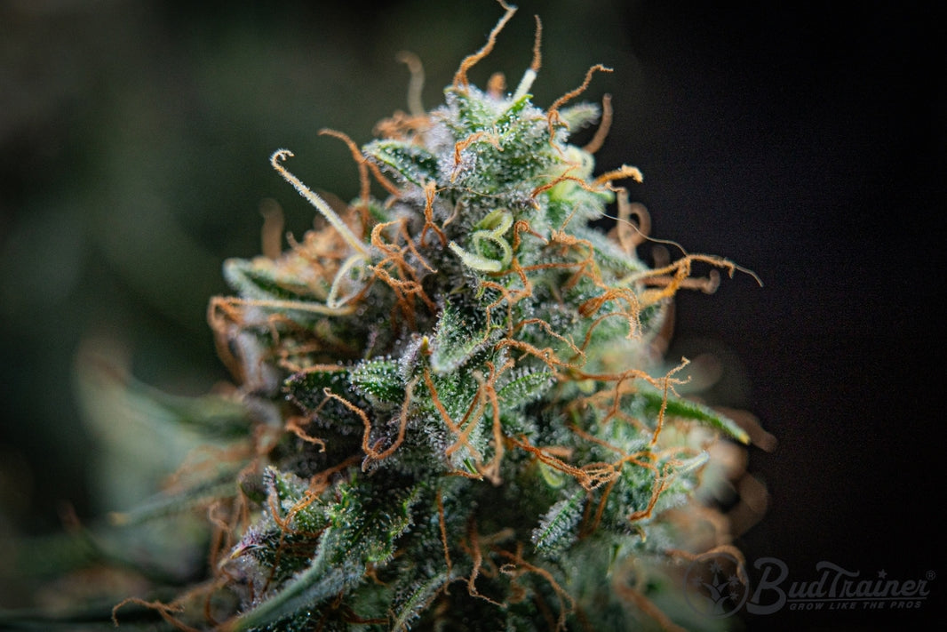 The BudTrainer Method™ Lesson #6: How to Harvest & Dry Cannabis