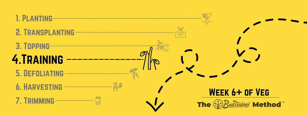 The BudTrainer Method Lesson #4: How to Train Cannabis Plants